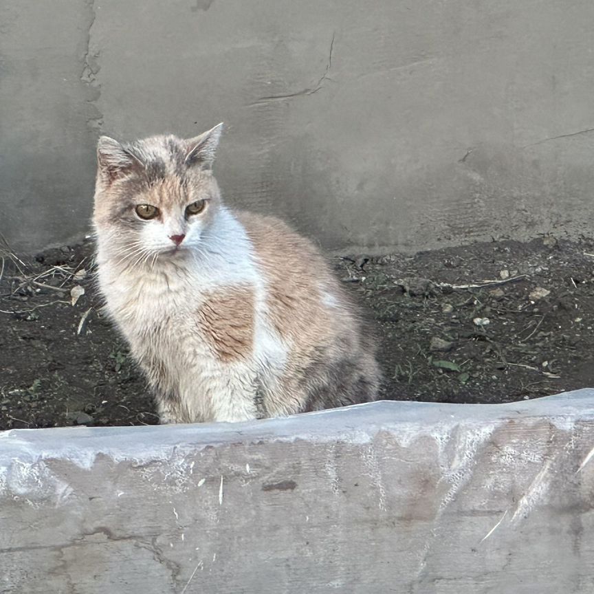Взрослая, кошка в добрые руки