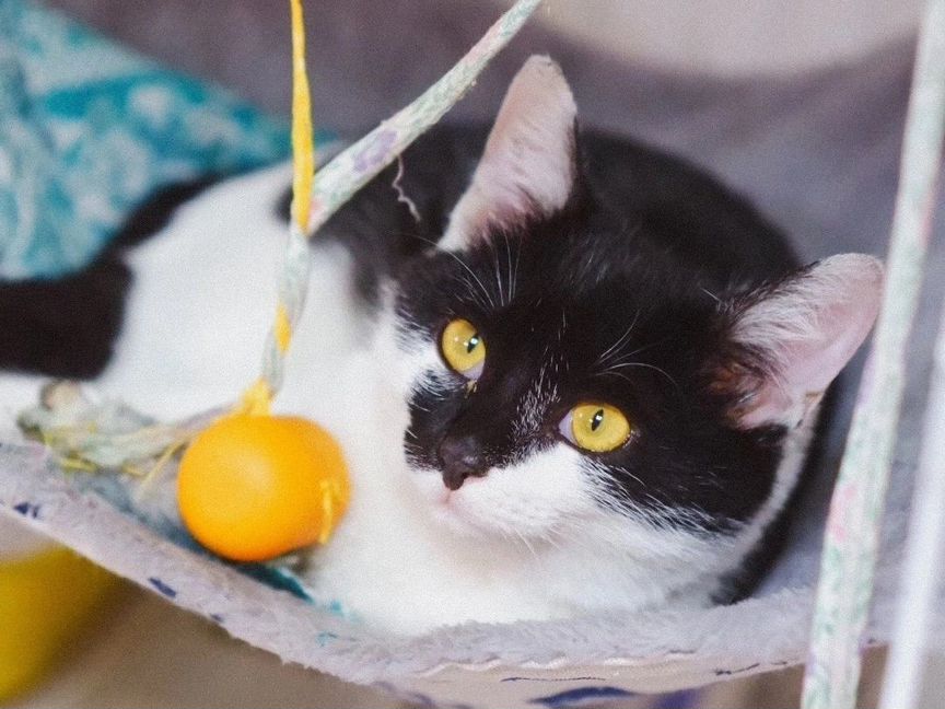 Черно-белый котенок в добрые руки