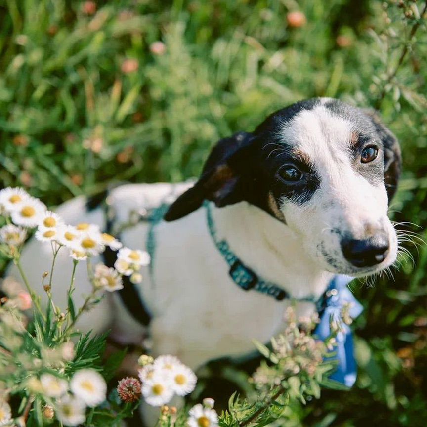 Маленький Тимьян в добрые руки из приюта бесплатно