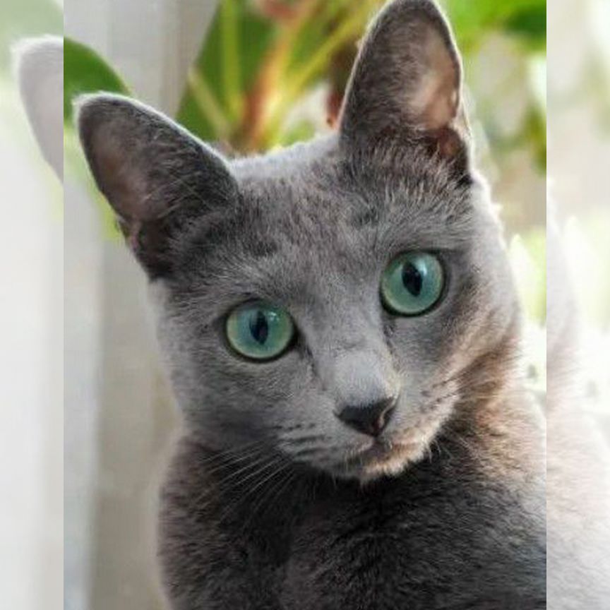 Котята русская голубая