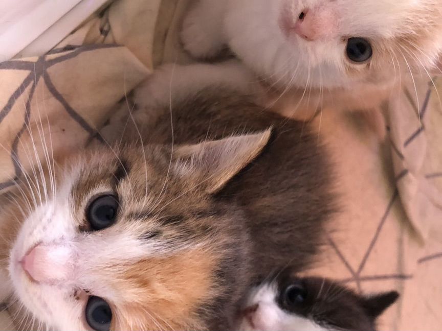 Отдам в добрые руки