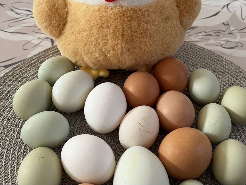 Инкубационное яйцо кур несушек
