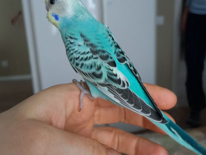 Бесплатно Волнистый попугай мальчик птенец 35 дней