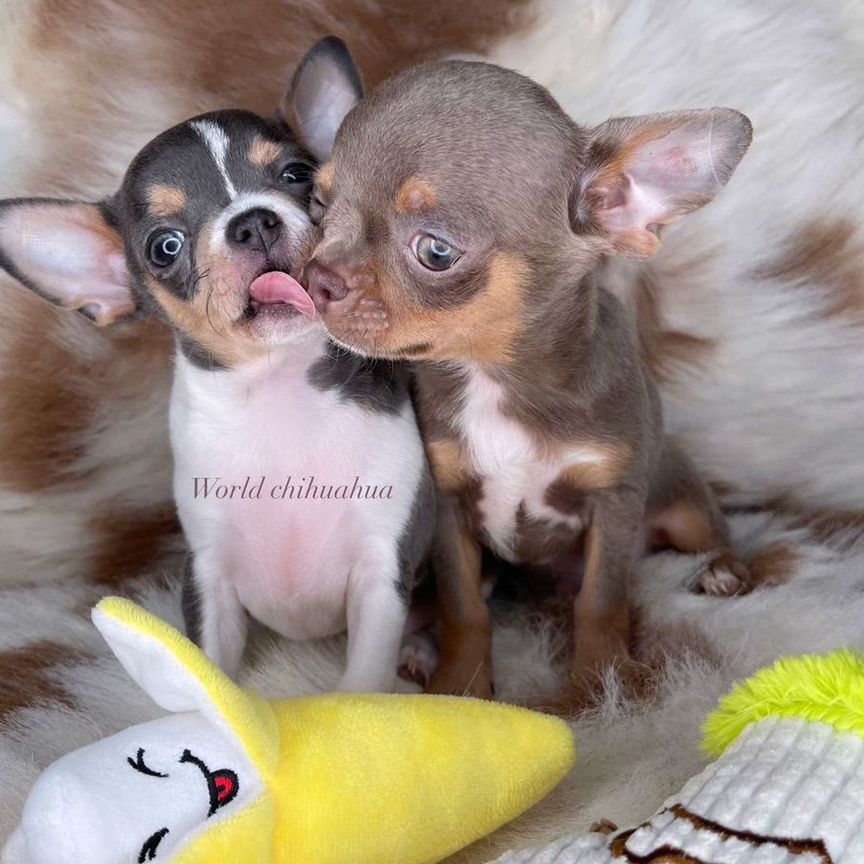 Чихуахуа, щенок