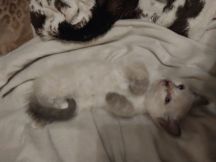 Котенок девочка в добрые руки