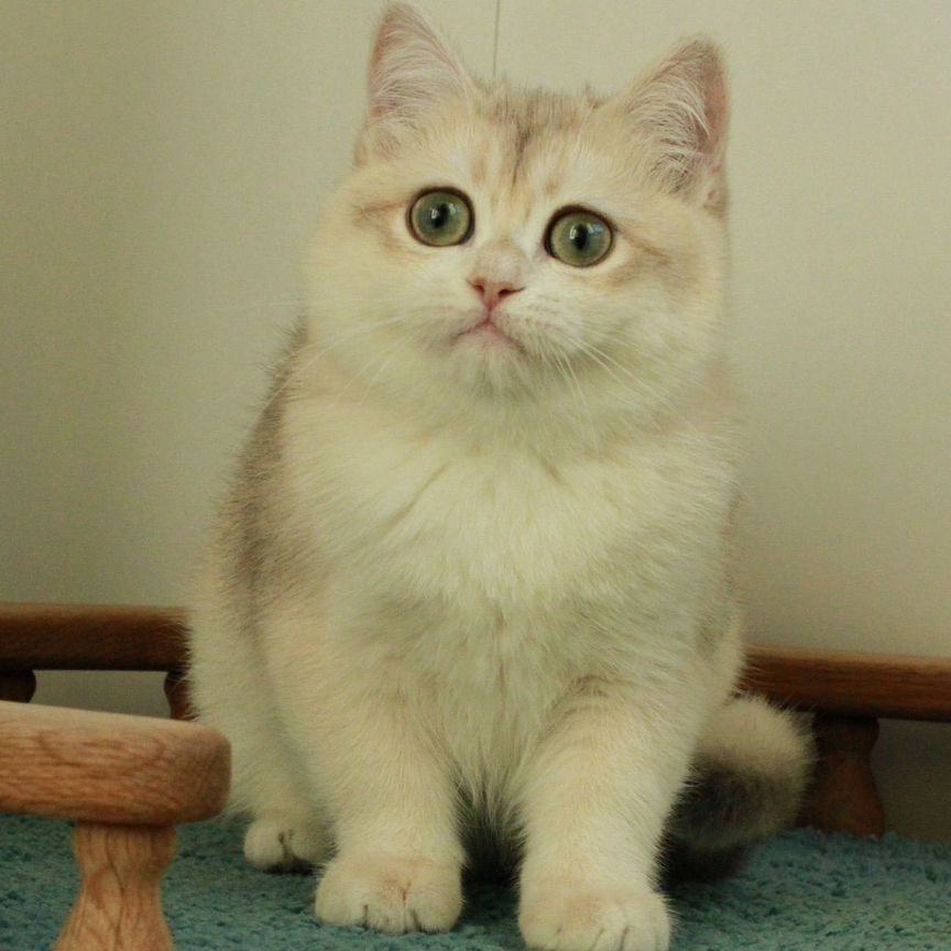 Котята золотая шиншилла