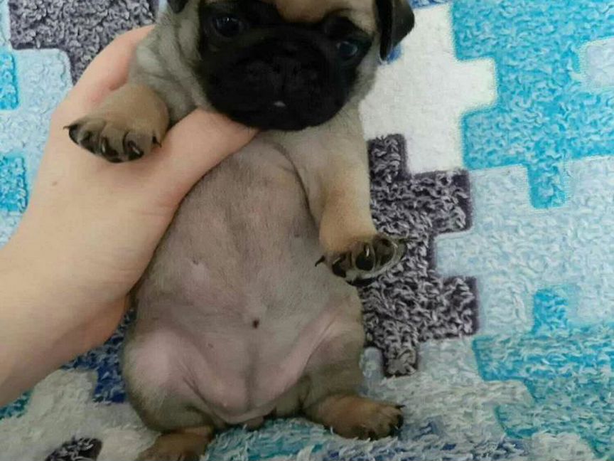 Мопс
