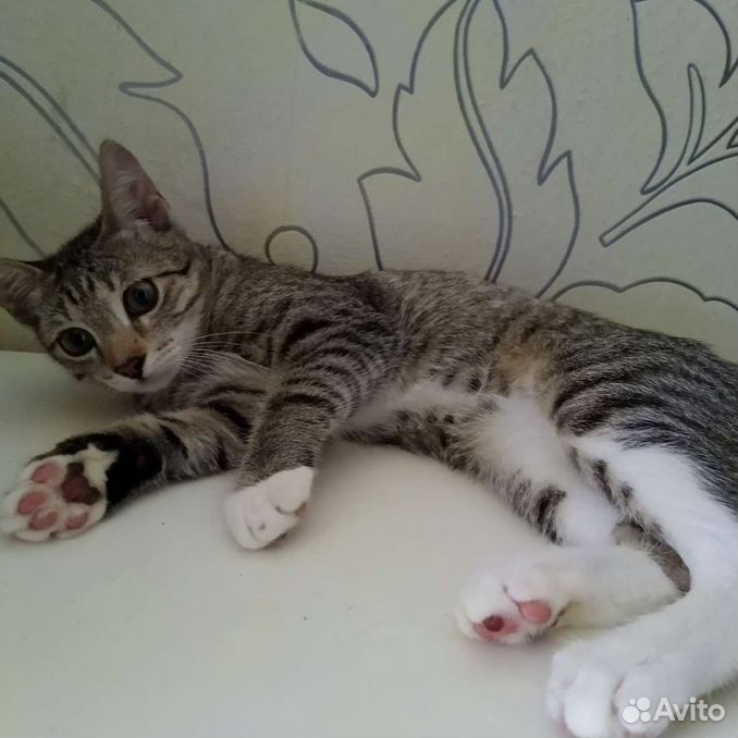 Метис бенгальской кошки и дворового кота