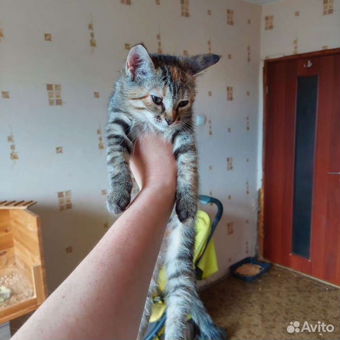 Котенок девочка полосатая