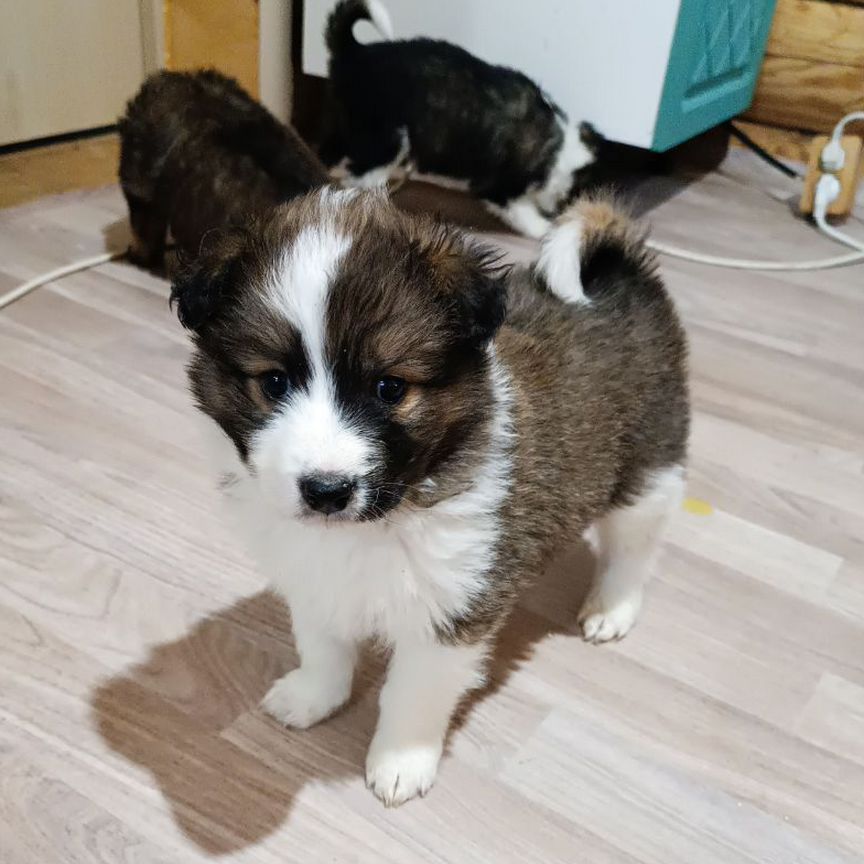 Щенок в добрые руки