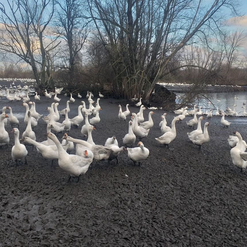 Птица гуси,утки