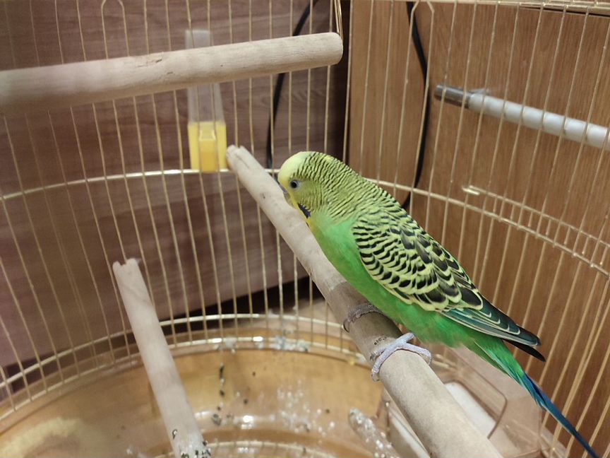 Попугай с клеткой