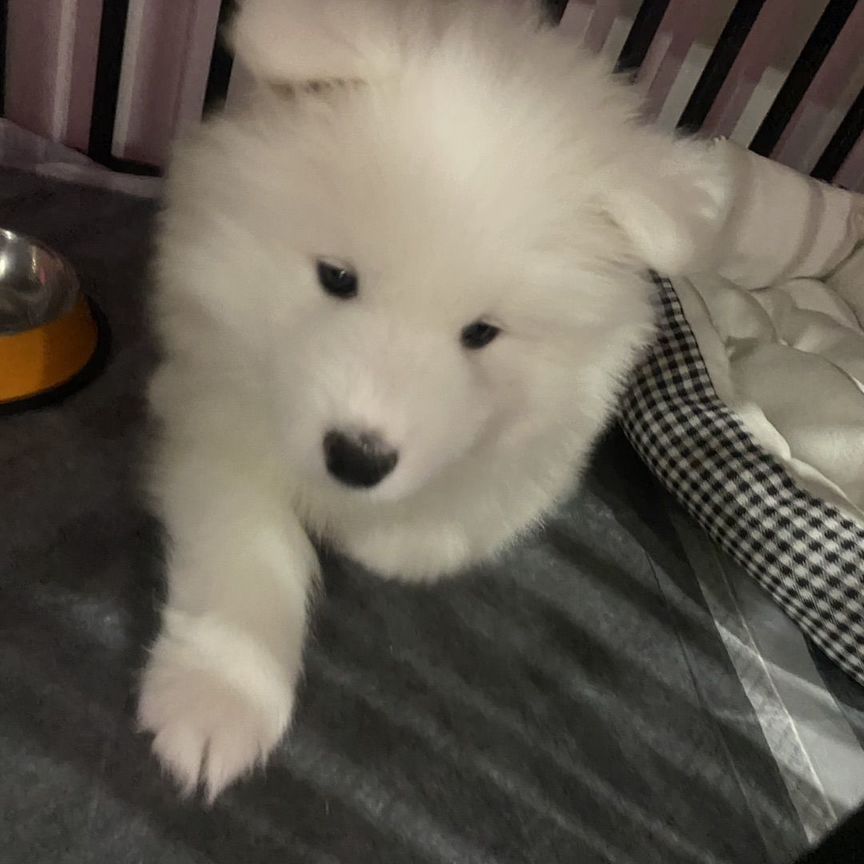 Самоедская собака, щенок