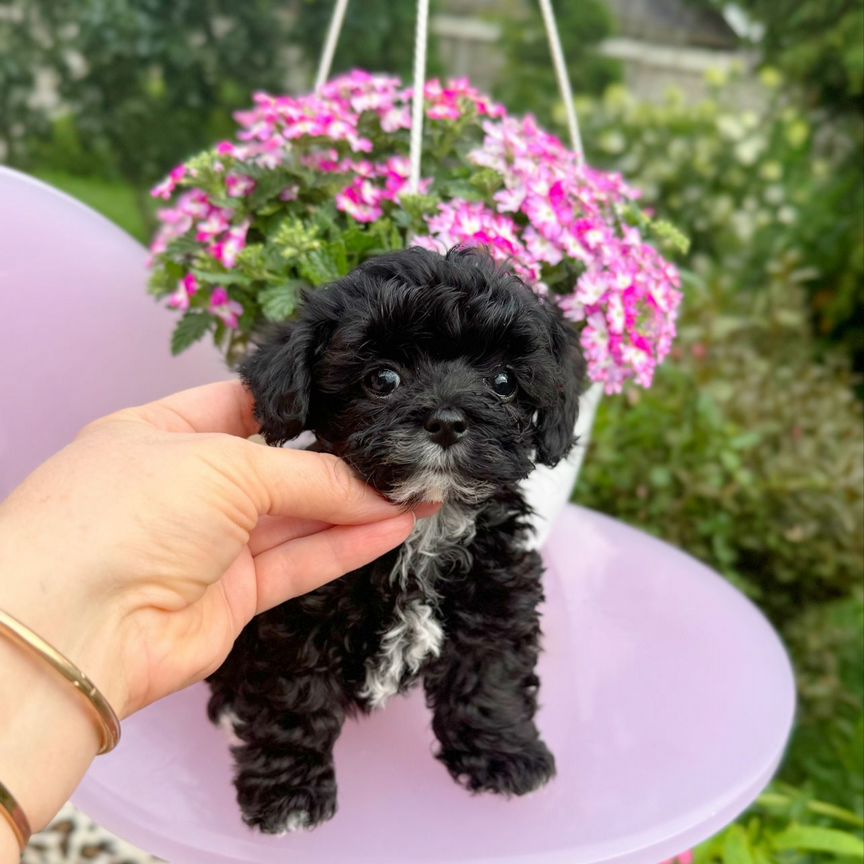 Мальтипу ф1 black & phantom из Беларуси