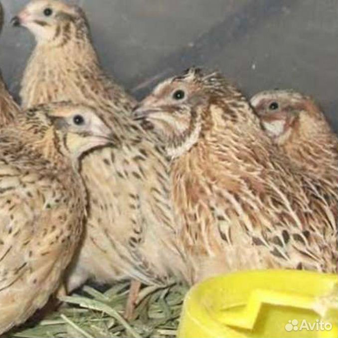 Перепел феникс Маньчжурский несушки