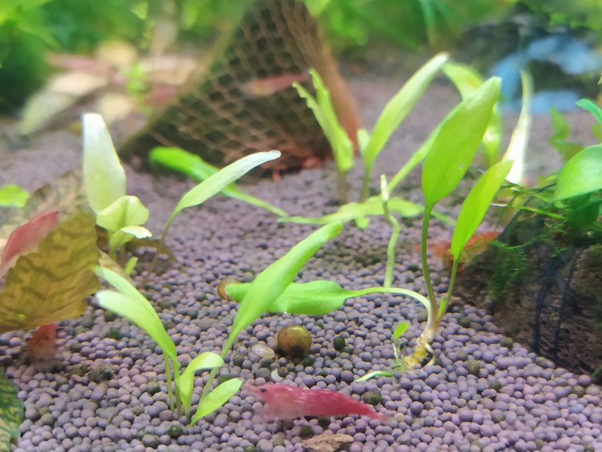 Аквариумные креветки Red Rubin
