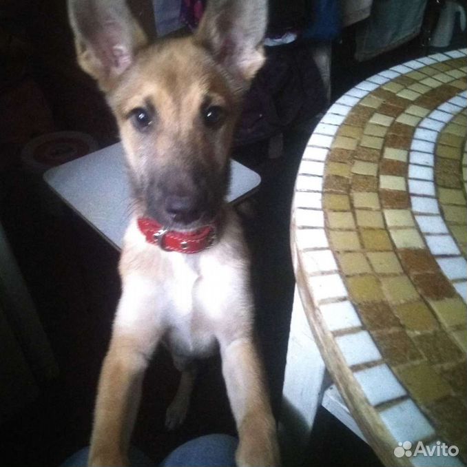 Собака в добрые руки щенок лайка