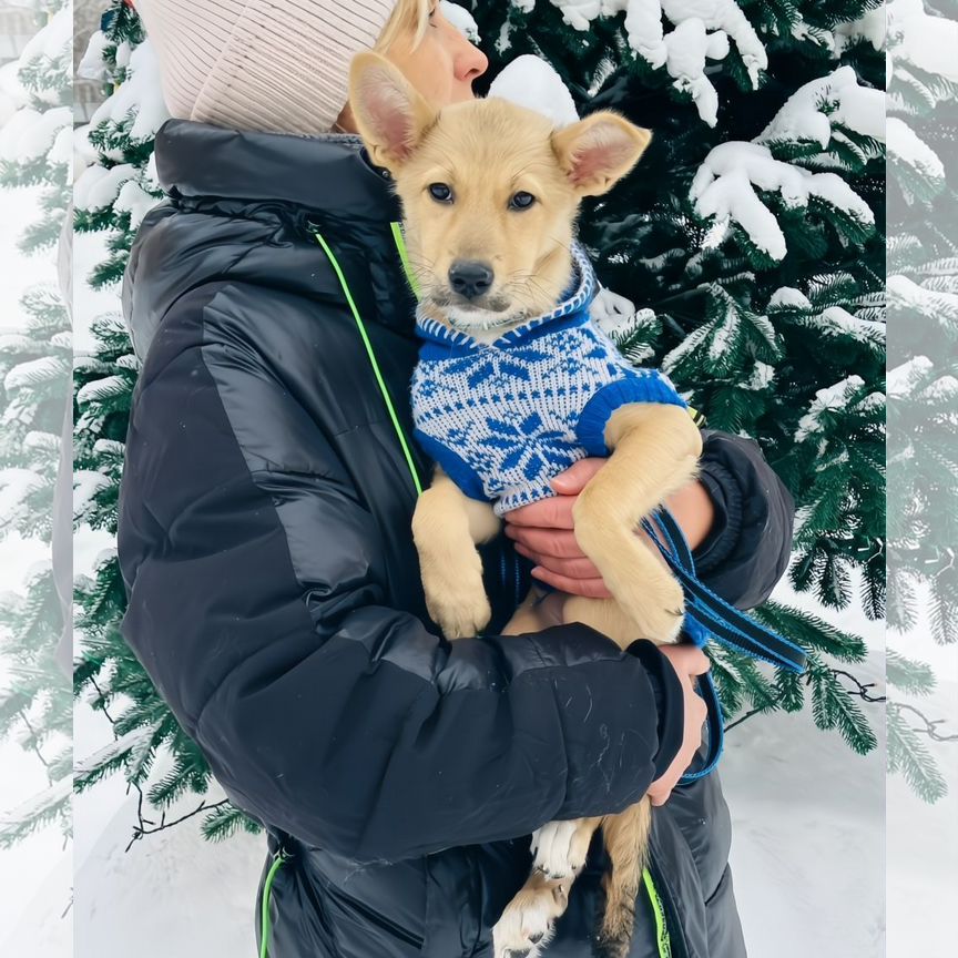 Щенок в добрые руки