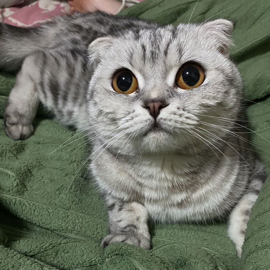 Шотландская вислоухая короткошёрстная кошка, взрослая