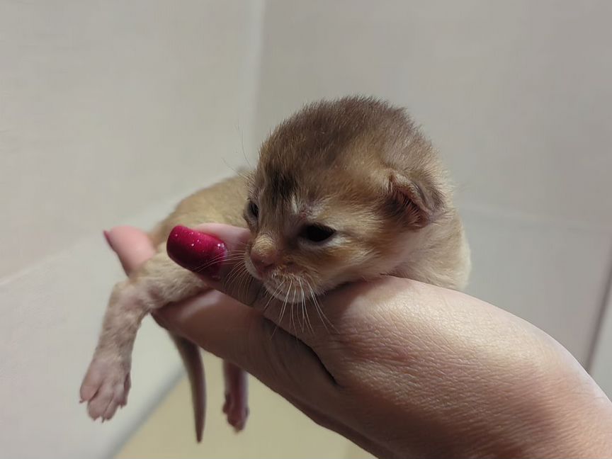 Абиссинские котята