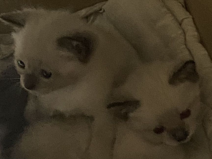 Котята сноу шу
