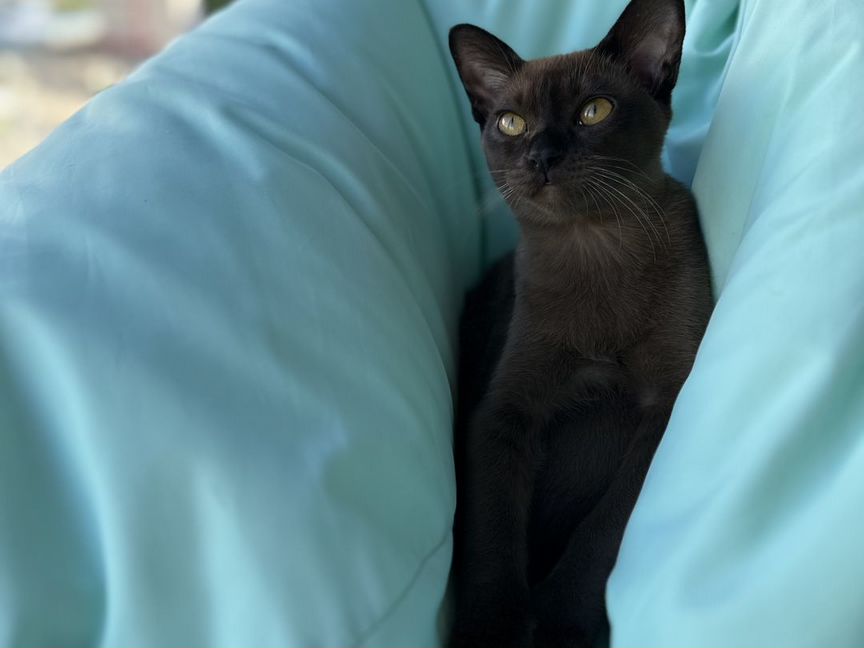 Вязка бурманский кот