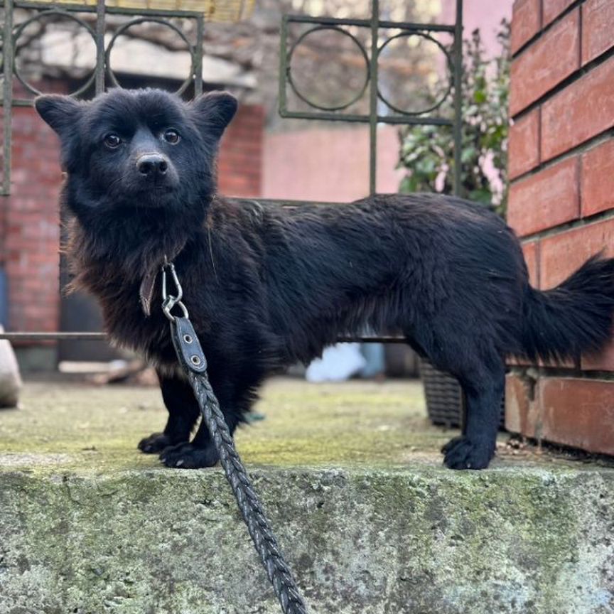 Взрослая собака в добрые руки