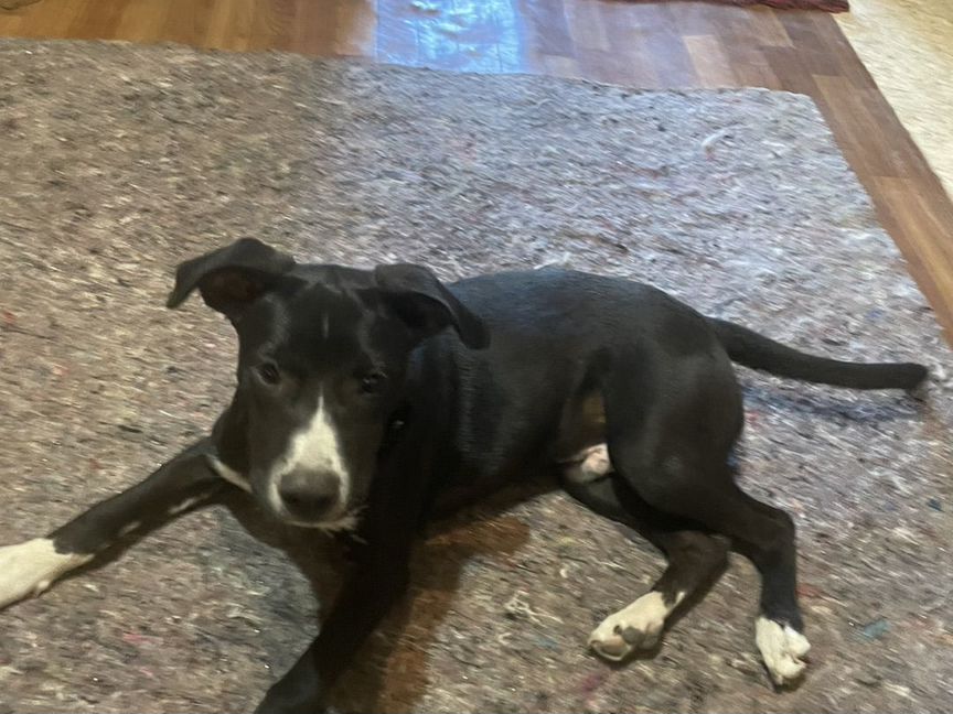 Продается верный пес