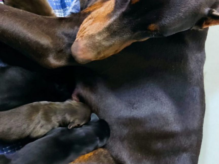 Щенки добермана