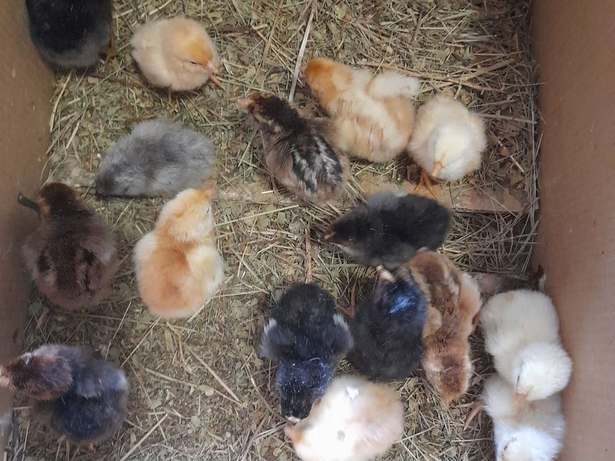 Индюшата степные и цыплята домашние