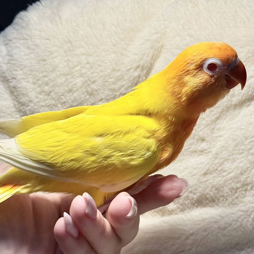 Выкормыши неразлучники ручные