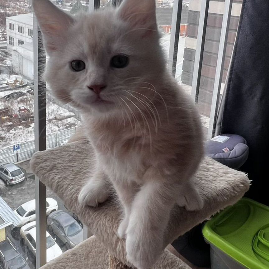 Мейн-кун котёнок