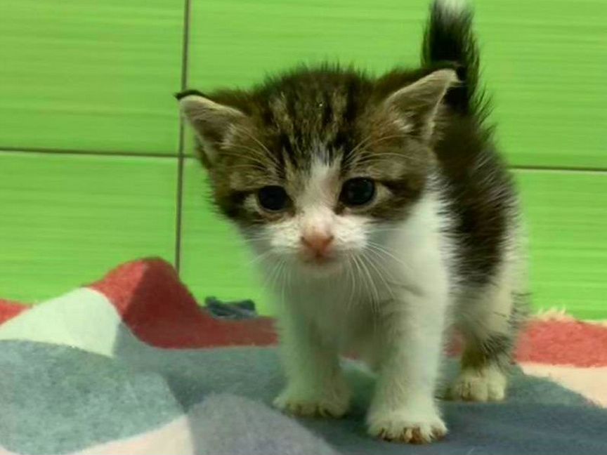 В клинику подкинули котят