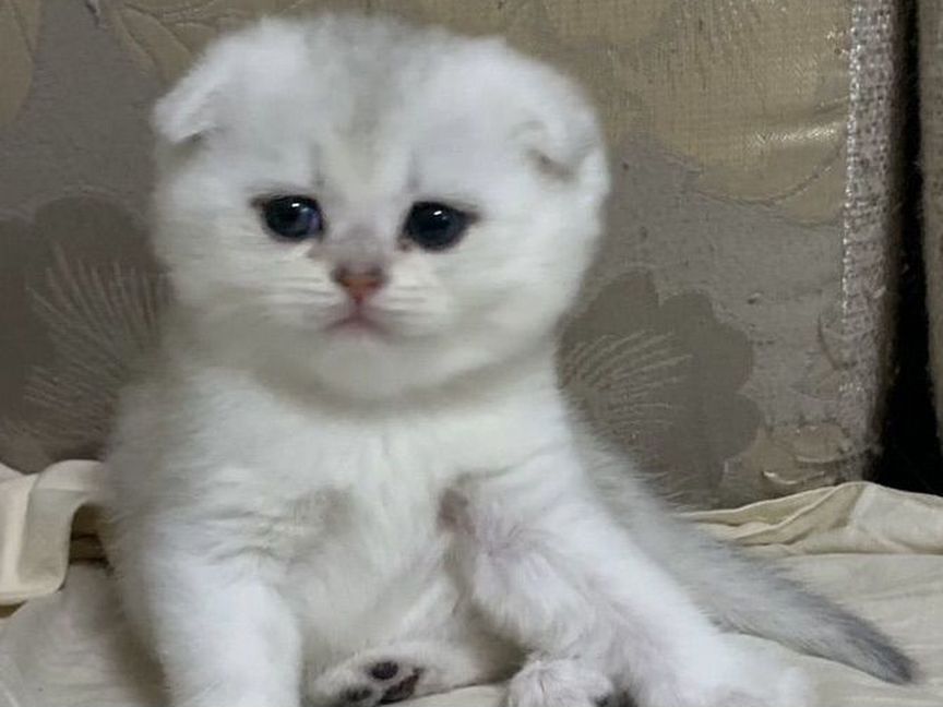 Шотландские вислоухие котята