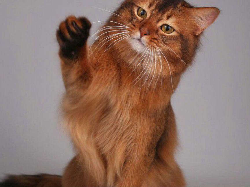 Сомалийские мальчики