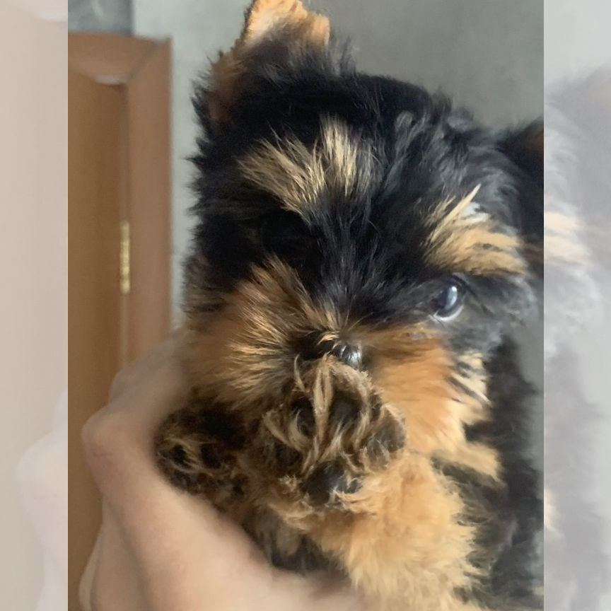 Йоркширский терьер, щенок