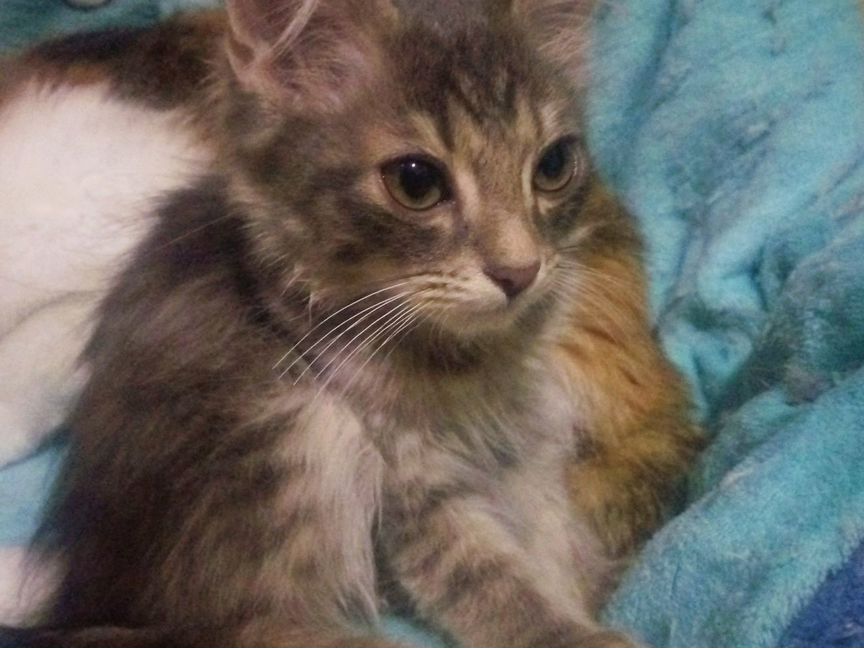 Котята Курильский бобтейл