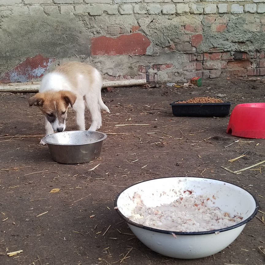 Щенки разных пород