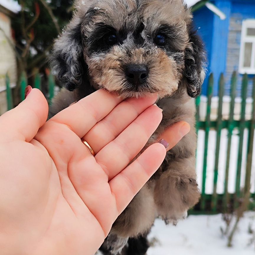 Той-пудель, щенок