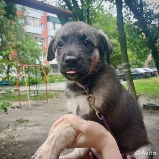 Маленькая кнопочка в добрые руки