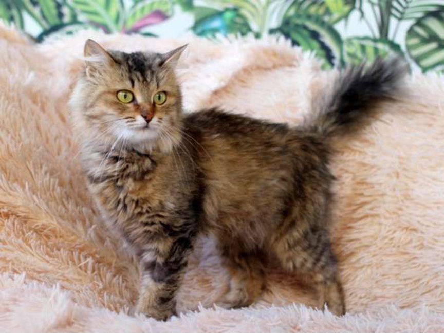 Уютная кошечка