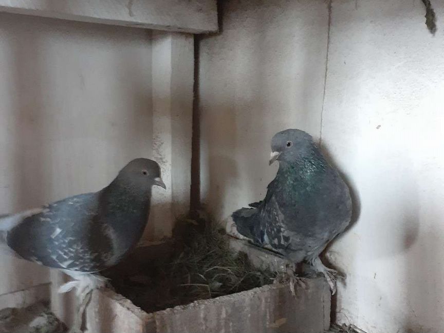 Турецкая Такла раса Анкара