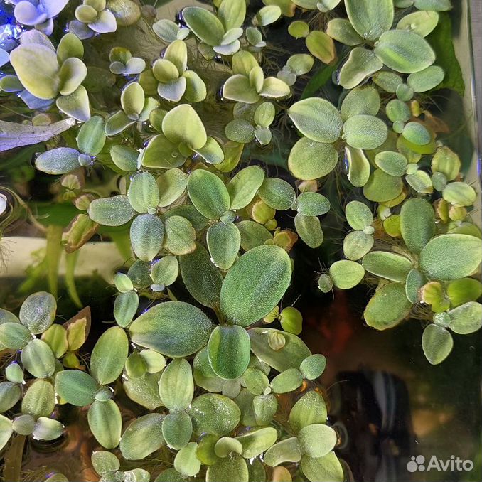 Прополка (пестия, роголистник)