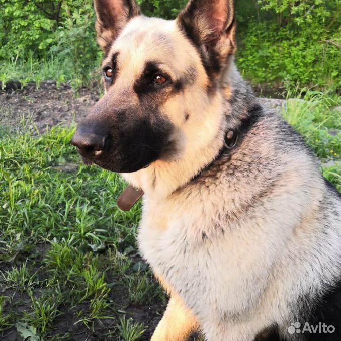 Случка кобель вео, девственно чист)