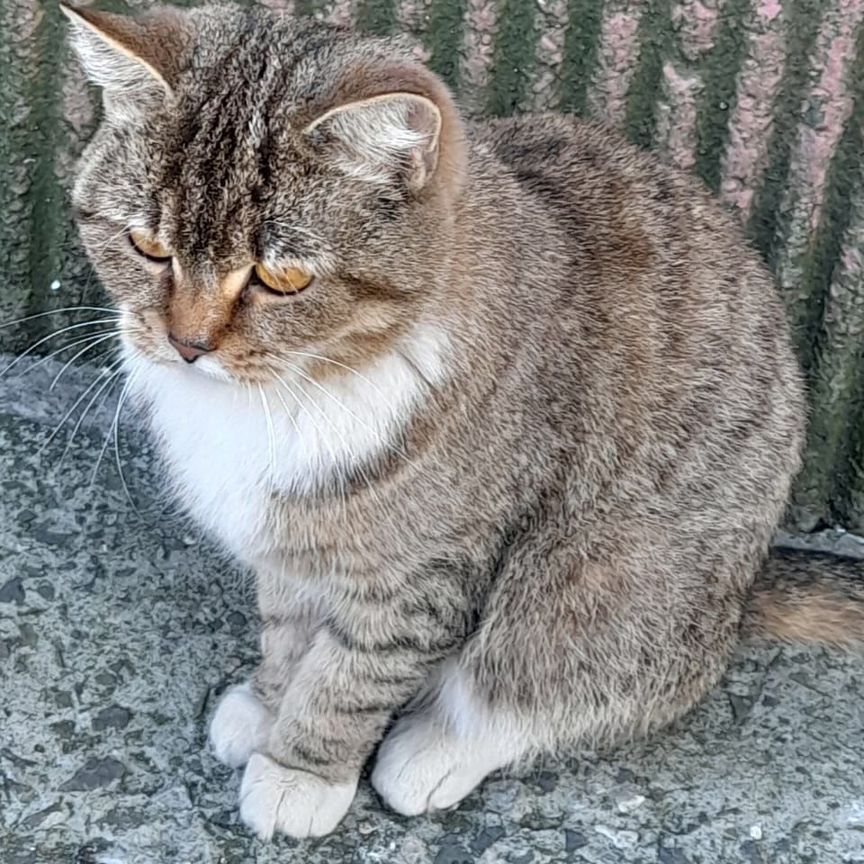 Русский котик Вася