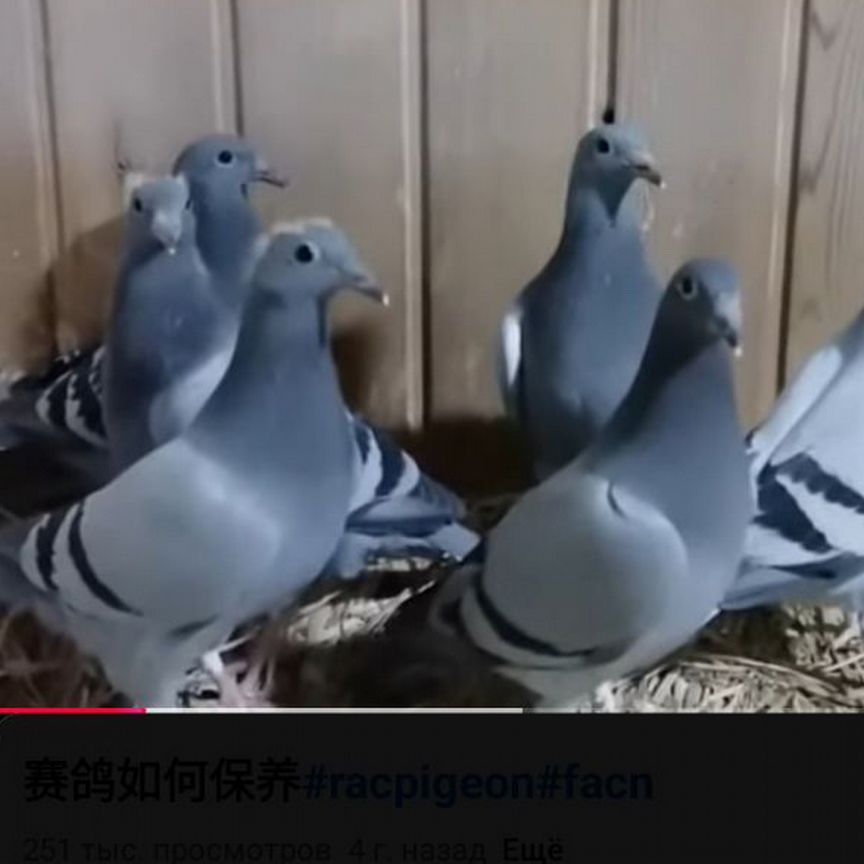 Спортивные голуби