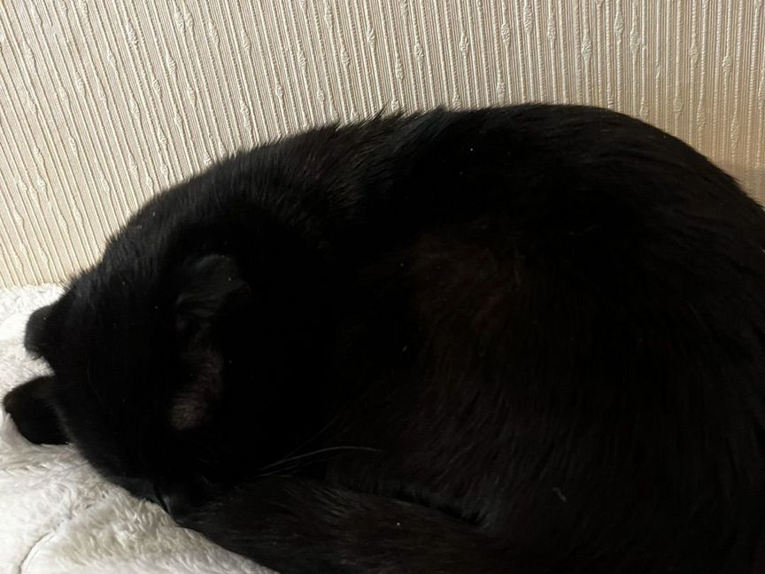 Шотландский вислоухий кот