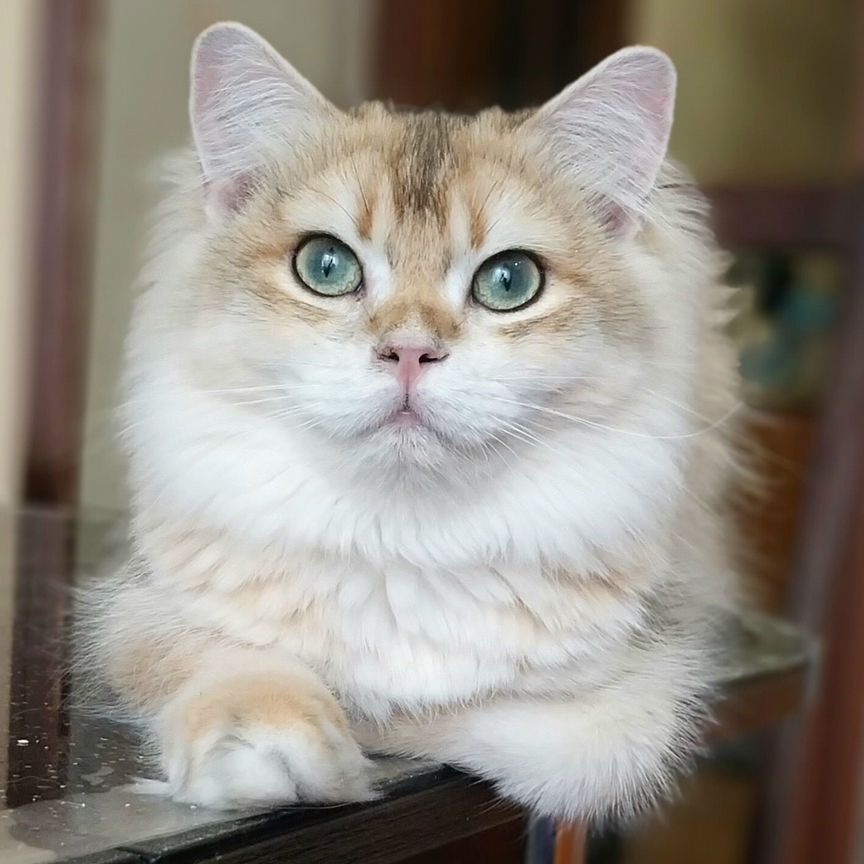 Шотландский прямоухий длинношёрстный котёнок