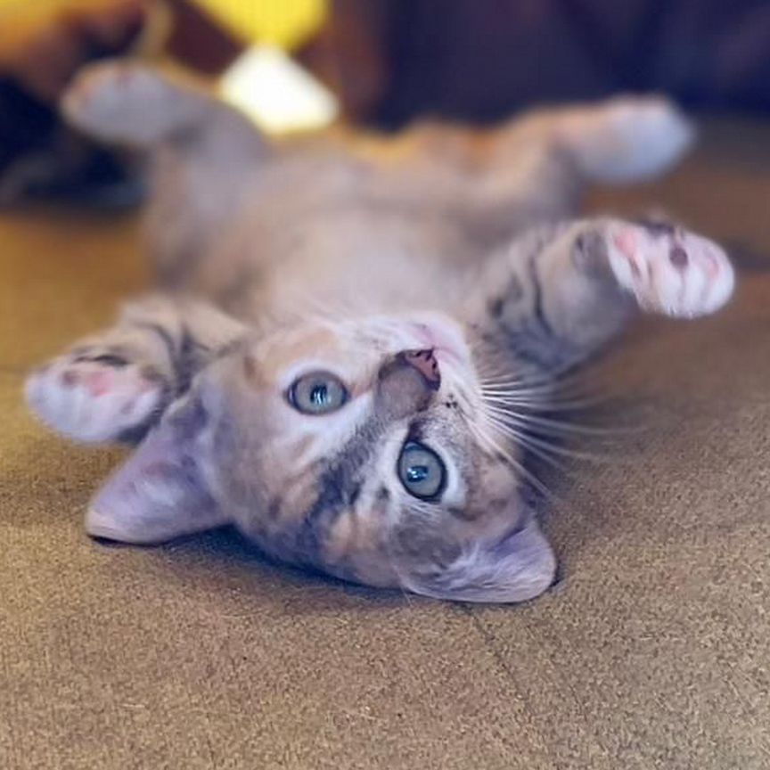 Котята в добрые руки бесплатно