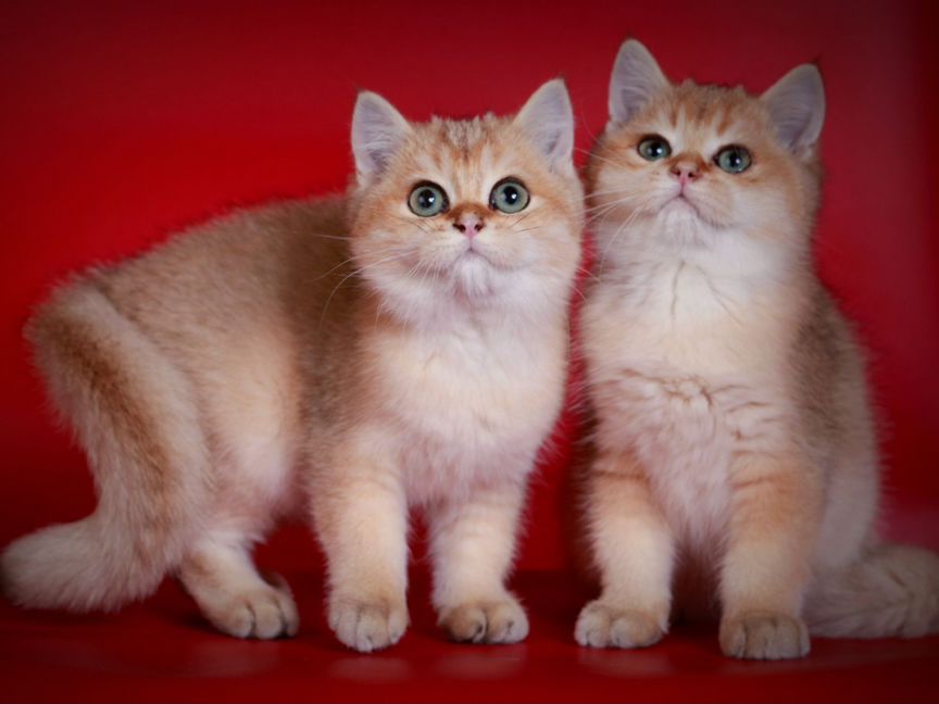 Мальчишки и девчонки